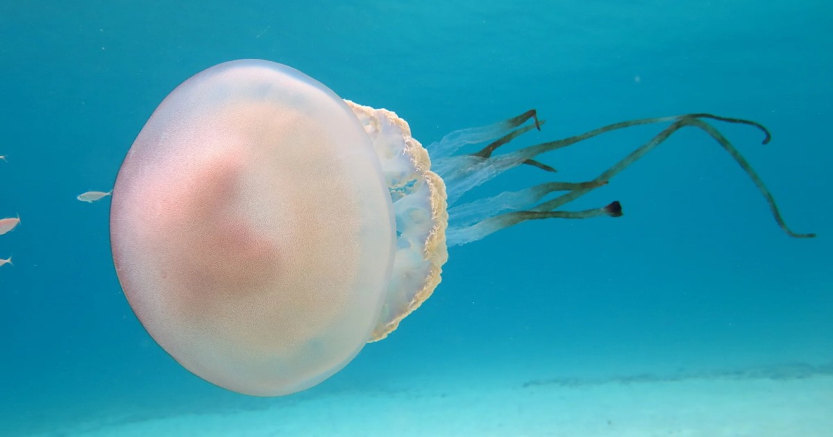Medusa-tambor avistada nas praias do Algarve não deve ser tocada, IPMA